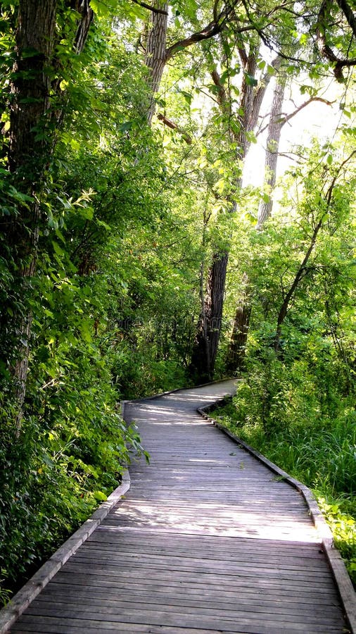 Forest Boardwalk stock image. Image of forest, boardwalk - 90884579