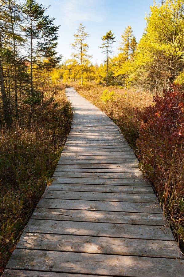Forest boardwalk stock image. Image of scenery, autumn - 80085231