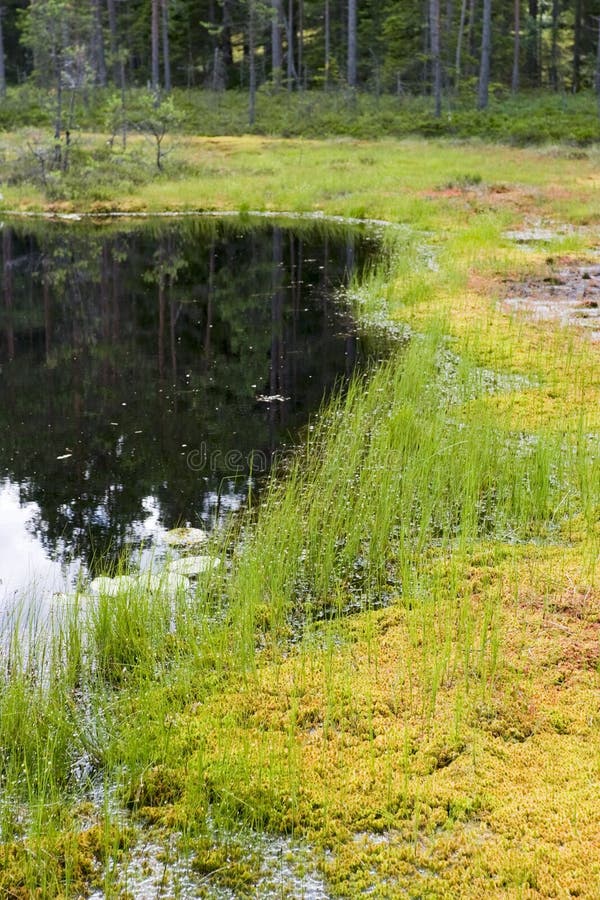 Bog in the woods stock photo. Image of forgetmenots - 109649862