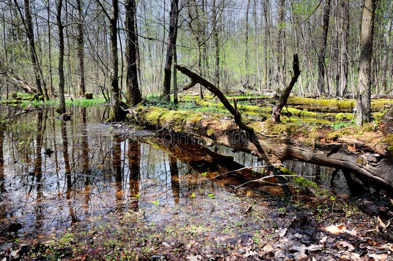 Forest bog stock photo. Image of boughs, stump, leaf - 72045282