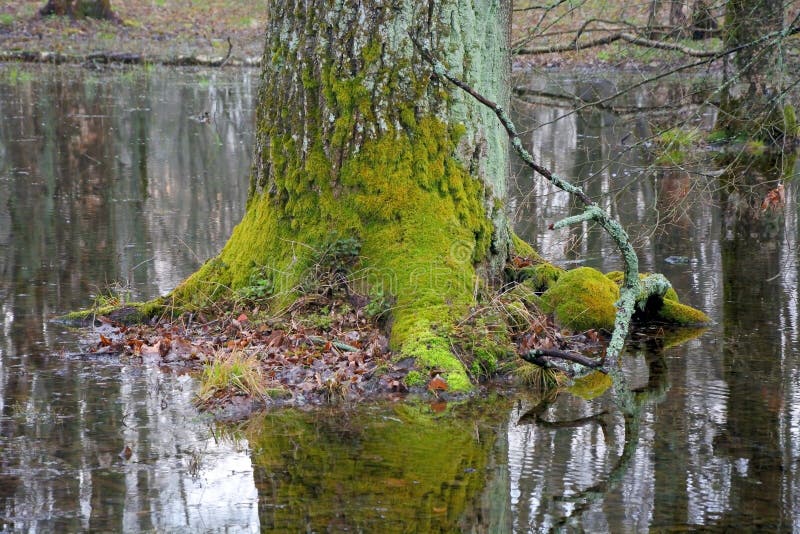 Forest Bog in Summer Season Stock Image - Image of evergreen, peat ...