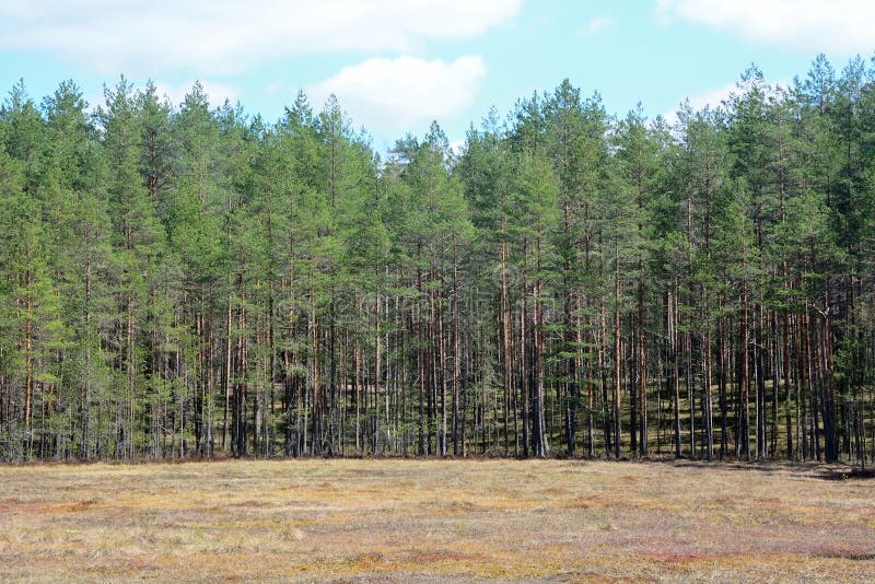 Forest Bog in Summer Season Stock Photo - Image of swamp, landscape ...