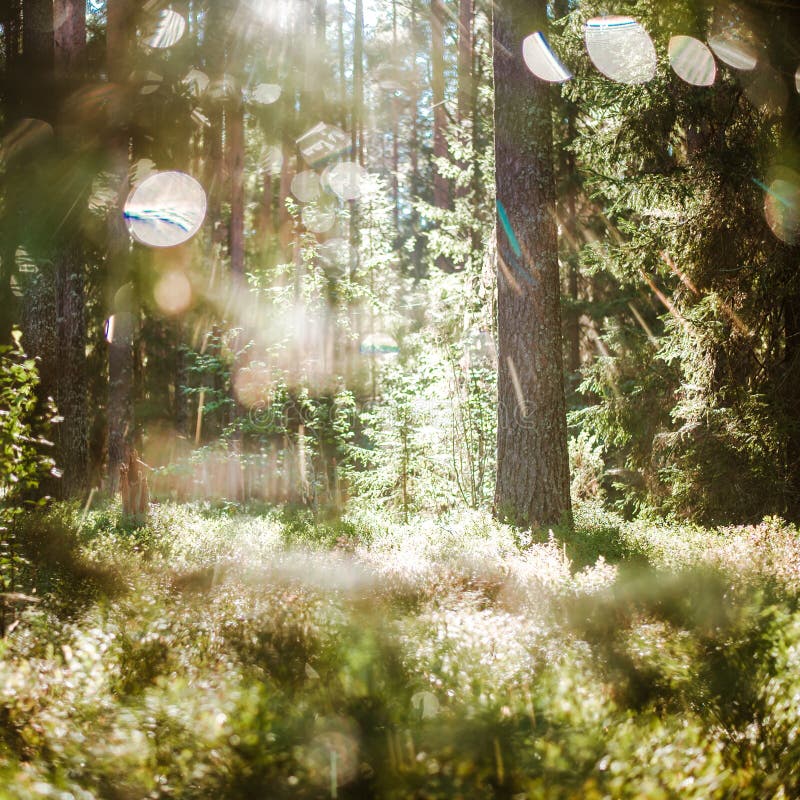 Forest blur light sun rays stock photo. Image of bokeh - 93789428