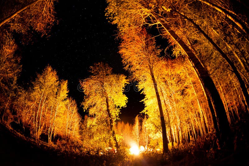 Forest with Bonfire at Night Starry Sky Stock Image - Image of galaxy ...