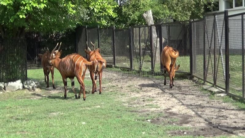 Antelope stock video. Video of wildlife, mammal, safari - 311369587