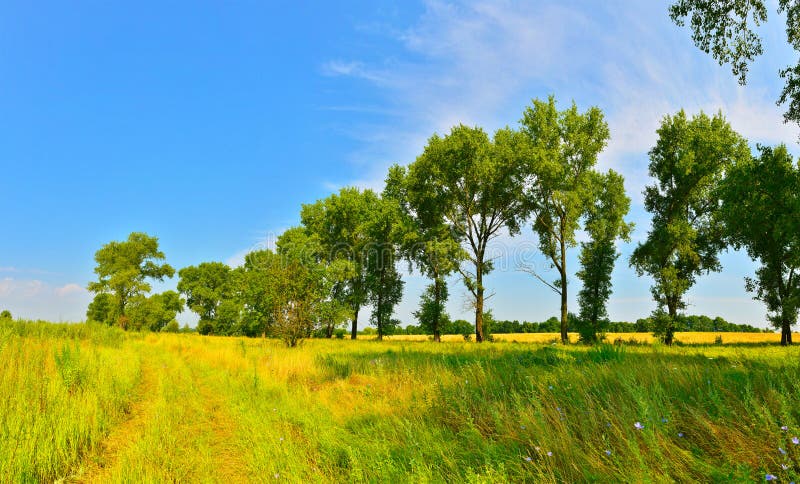 Forest border stock image. Image of sunny, border, herbs - 42657749