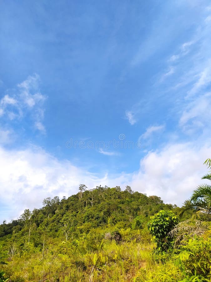 The Forest in Borneo Island Stock Image - Image of island, forest ...