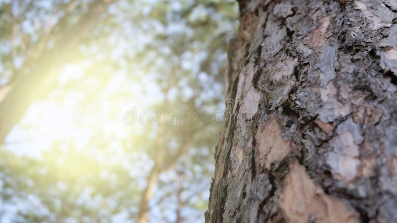 The Forest Bottom View on White Background with Copy Space Add T Stock ...