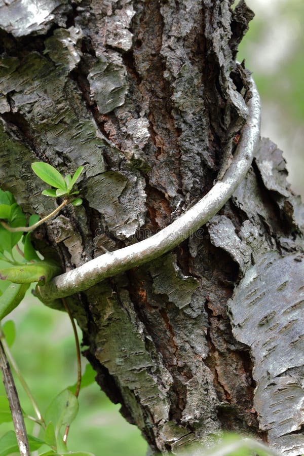 Forest Branch Tree stock photo. Image of leaf, forest - 217938404
