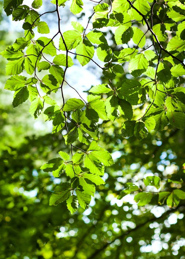 Forest Branches with Green Leaves Stock Photo - Image of bright ...