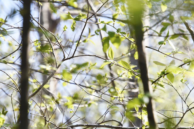 Forest Branches with Leaves. Stock Photo - Image of spring, light ...