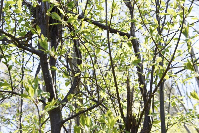 Forest Branches with Leaves. Stock Image - Image of season, natural ...