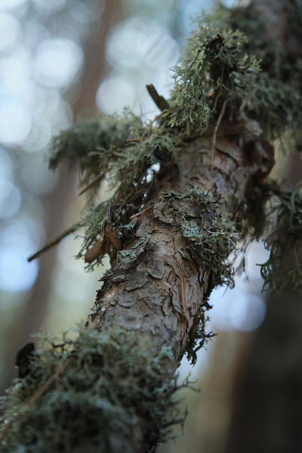 Moss Grew on the Branches of the Trees Stock Image - Image of forest ...