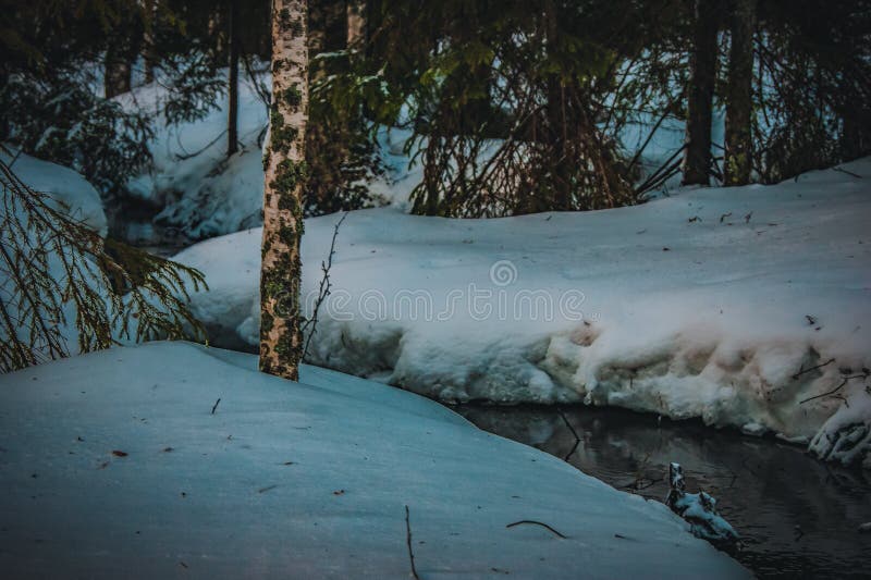 Forest Breaks a Path through the Snow and Ice Stock Photo - Image of ...