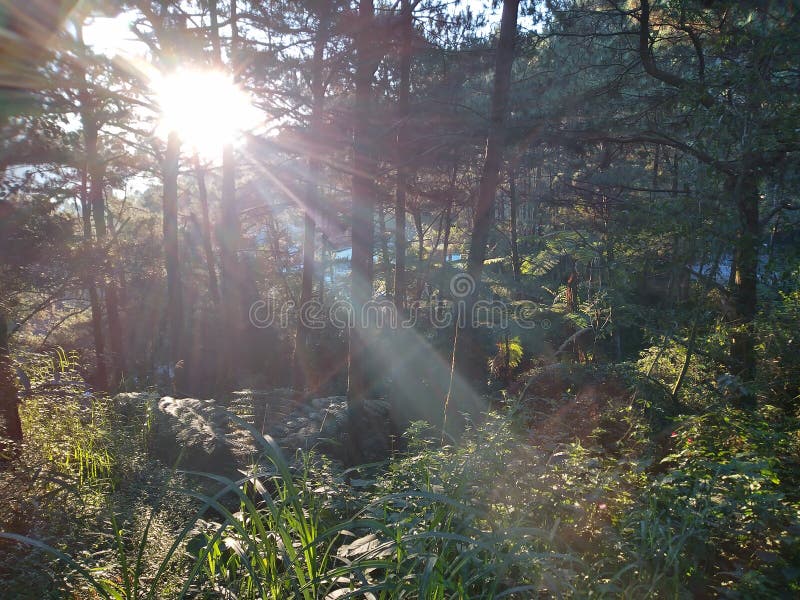 Forest Breeze with Morning Sounds of Birds. Stock Photo - Image of ...