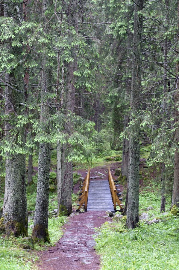 Forest bridge in distance stock photo. Image of direction - 37366926