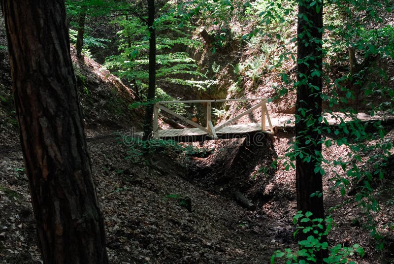 Forest Bridge Pathway Bike Trail Summer Stock Photo - Image of bridge ...
