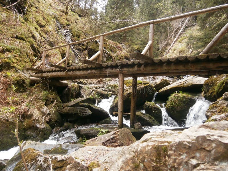 Forest Bridge stock image. Image of growth, brushwood - 56272929