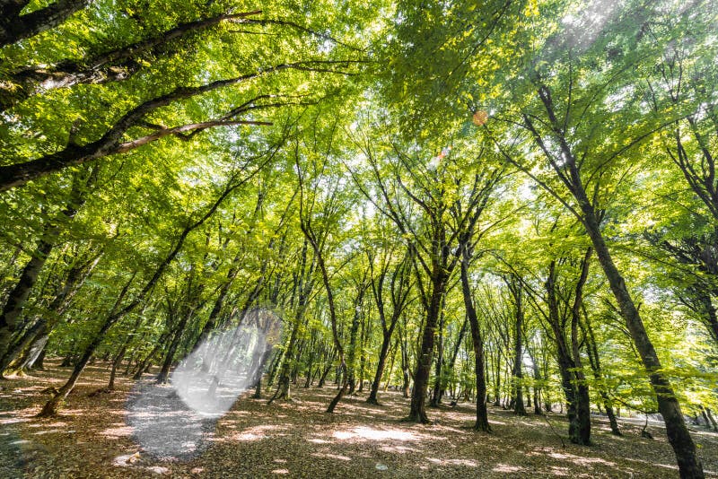 Forest on the bright stock image. Image of tranquil, scene - 42582437