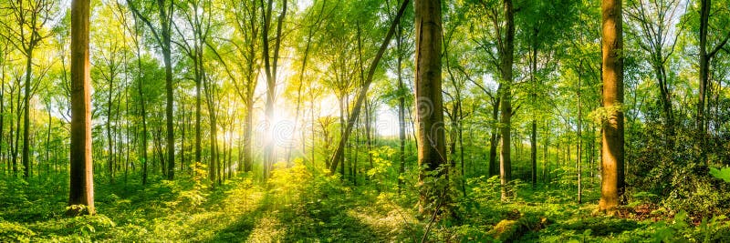 Forest with Bright Sun Shining through the Trees Stock Image - Image of ...