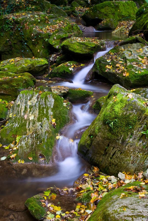 Forest brook stock photo. Image of lichens, flowing, water - 19257928