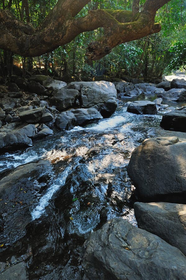 Forest With Brook And Bright Sun Stock Photo - Image of gorgeous ...