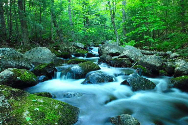 Forest brook stock photo. Image of forest, spring, flowing - 9511010