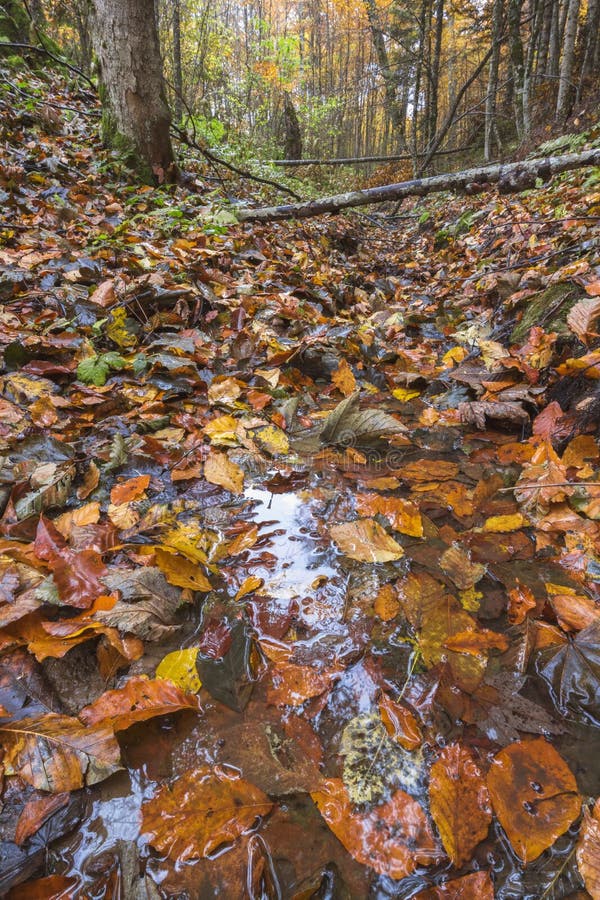 Brook in autumn forest stock photo. Image of tree, motion - 36050602