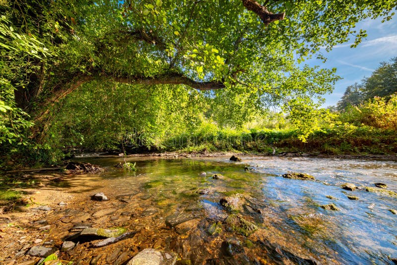 Forest brook stock photo. Image of forest, spring, flowing - 9511010