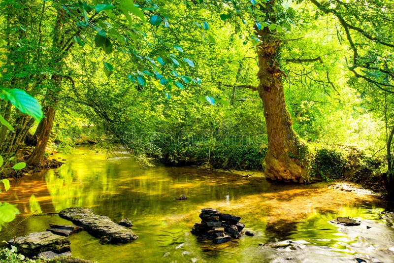 Forest with Brook and Bright Sun Stock Photo - Image of gorgeous ...