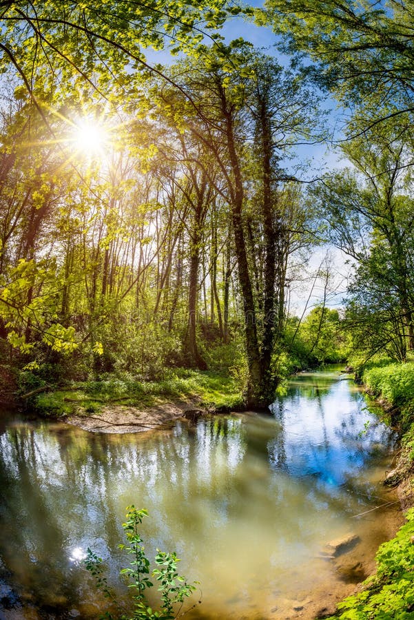 Forest with Brook and Bright Sun Stock Photo - Image of glade ...