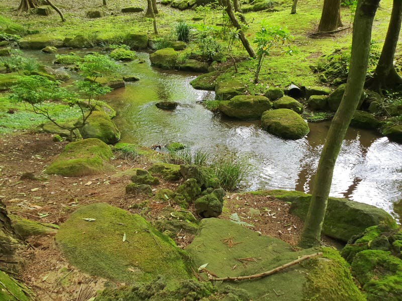 Forest Brook in Moss-covered Environment Stock Image - Image of forest ...