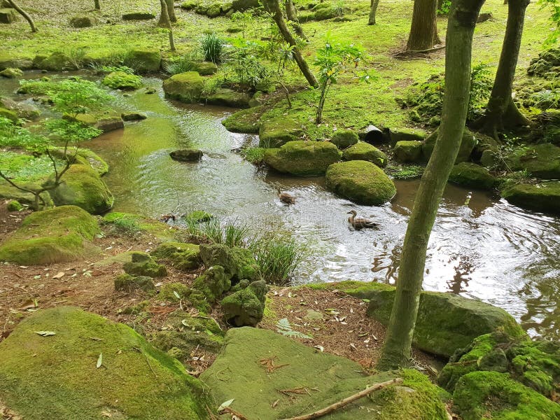 Forest Brook Running Over Mossy Stock Photo - Image of birch, natural ...