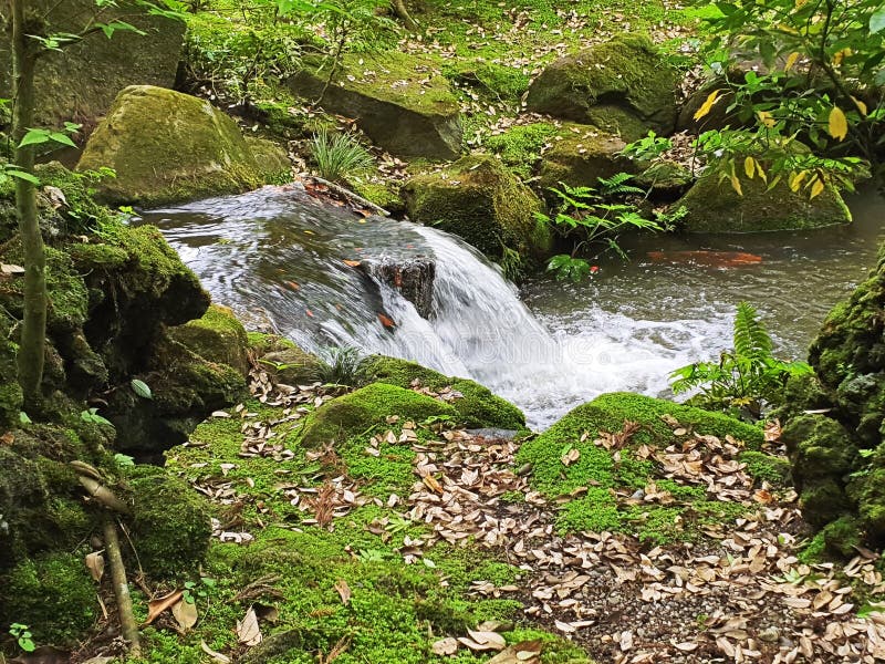 Forest Brook in Moss-covered Environment Stock Image - Image of fern ...