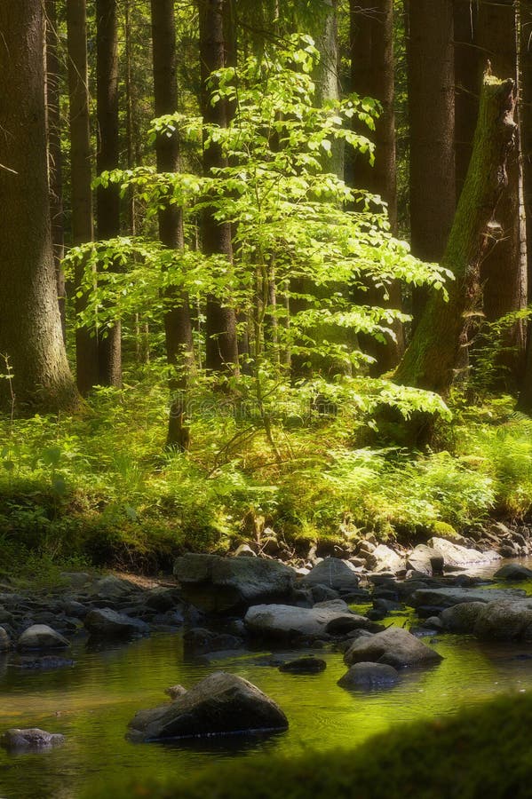 In the forest brook stock photo. Image of stream, summer - 110356730