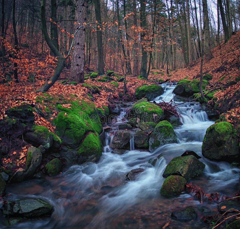 Forest Brook stock image. Image of foliage, glade, trees - 67585123