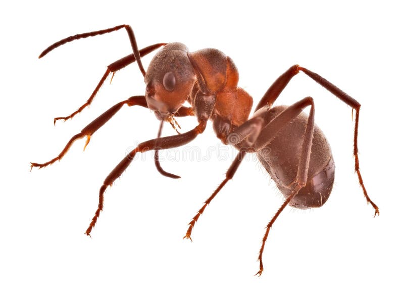 Single Large Brown Forest Ant Isolated on White Stock Photo - Image of ...