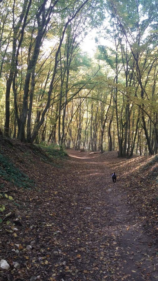 Forest stock image. Image of sunny, forest, autumn, budapest - 65684969