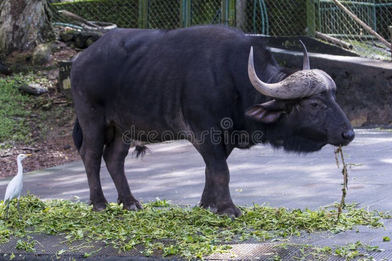 Forest buffalo stock photo. Image of park, wildlife, nature - 65022124