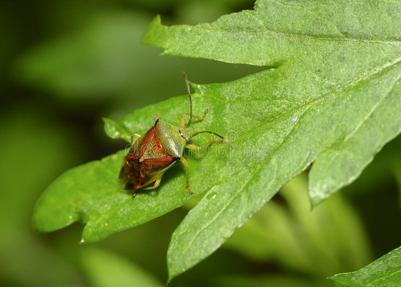 A Forest Bug with Antennae and Red Wings on a Green Tree Leaf Stock ...