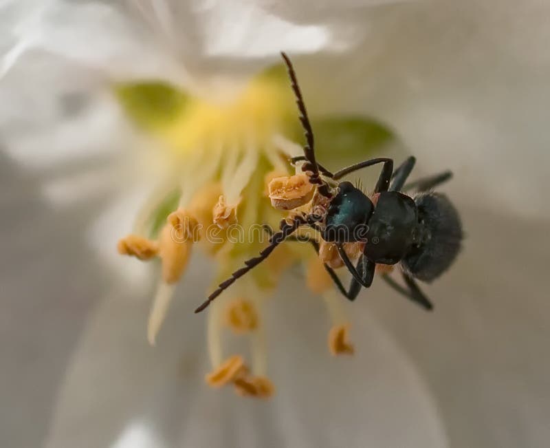 Forest bug on a branch stock image. Image of beetle - 215062315