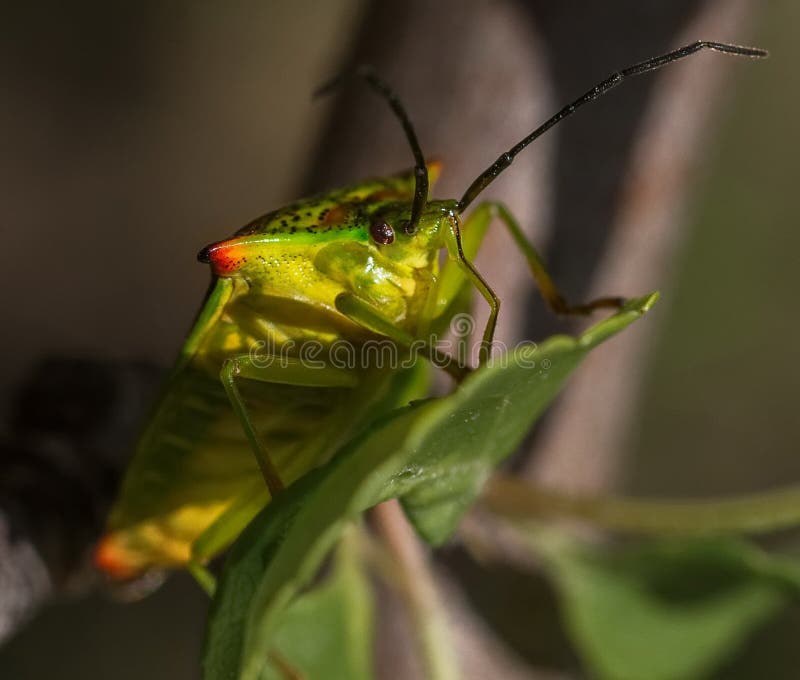 Forest bug on a branch stock photo. Image of insects - 215062338