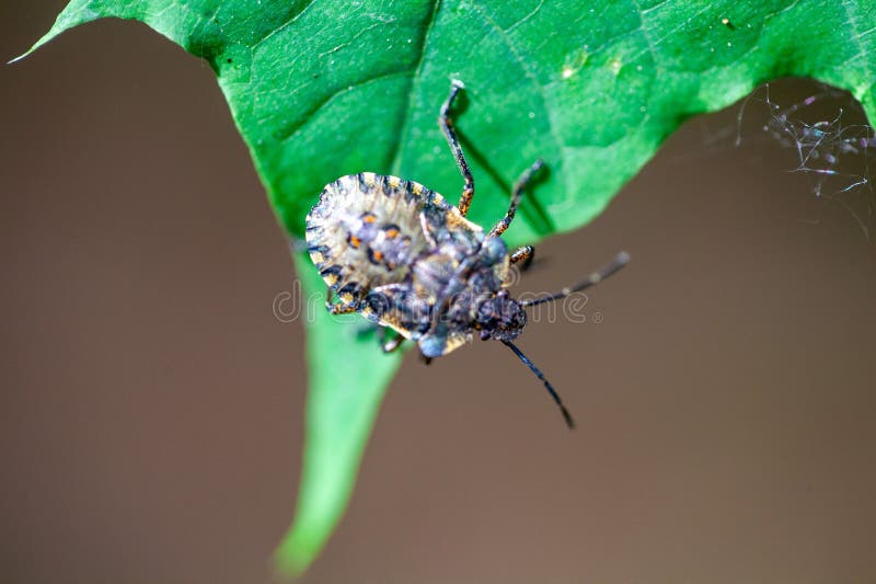 Forest Bug, Pentatoma Rufipes Stock Image - Image of redlegged, beetle ...