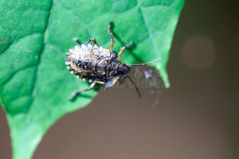 Forest Bug, Pentatoma Rufipes Stock Photo - Image of imago, summer ...