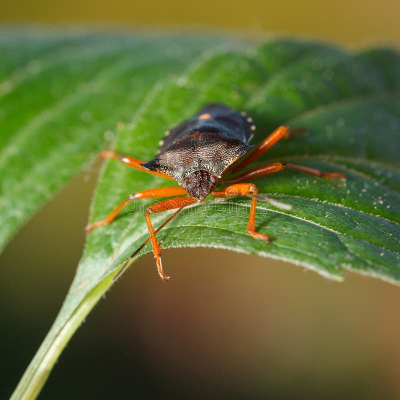 Forest bug portrait stock image. Image of pest, beetle - 180639263