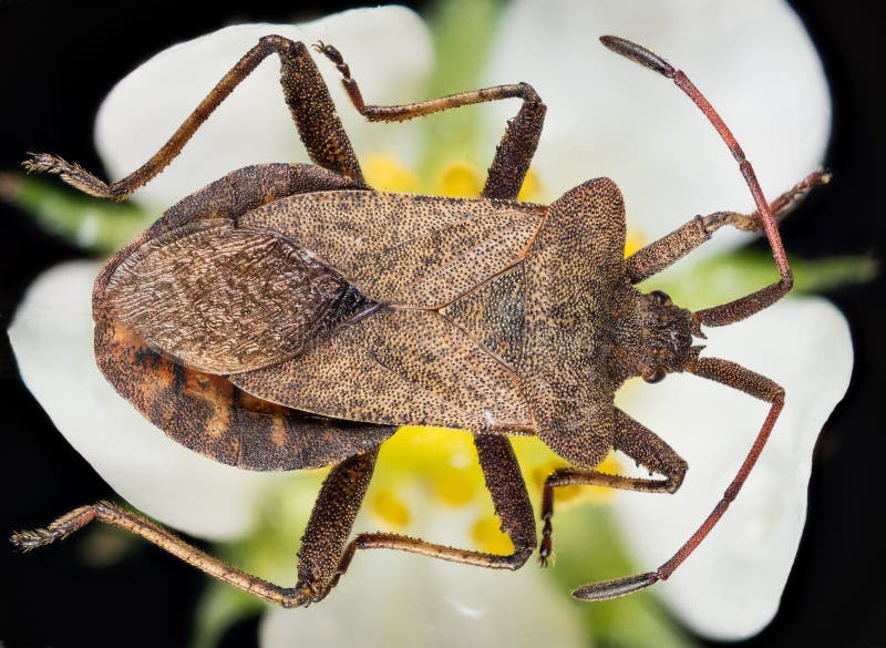 Forest Bug, Red-legged Shieldbug, Pentatoma Rufipes Stock Image - Image ...