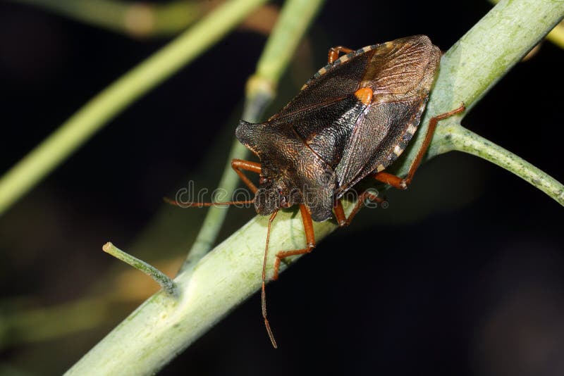 Forest Bug or Red-legged Shieldbug Pentatoma Rufipes Stock Photo ...