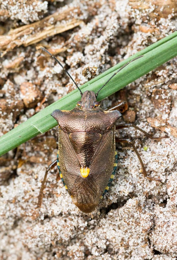 The forest bug top view stock image. Image of color, background - 27889051
