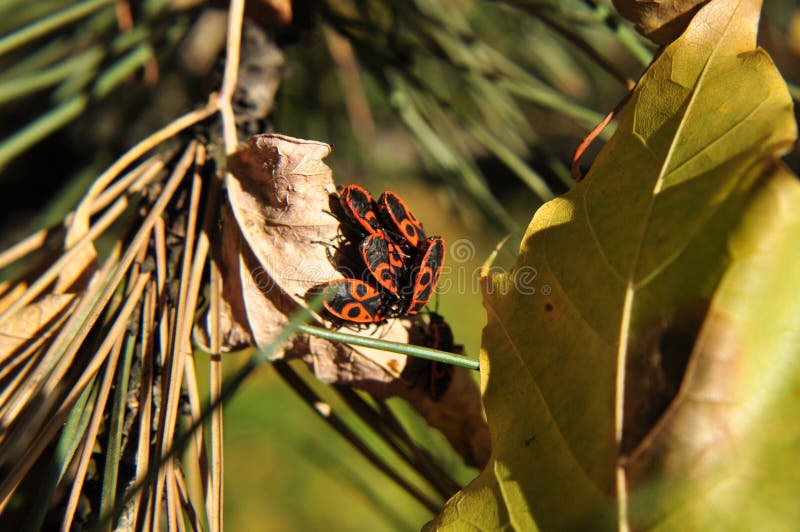 Forest Bugs with a Red-black Back on Dry Leaves. Bedbugs, Firebugs ...