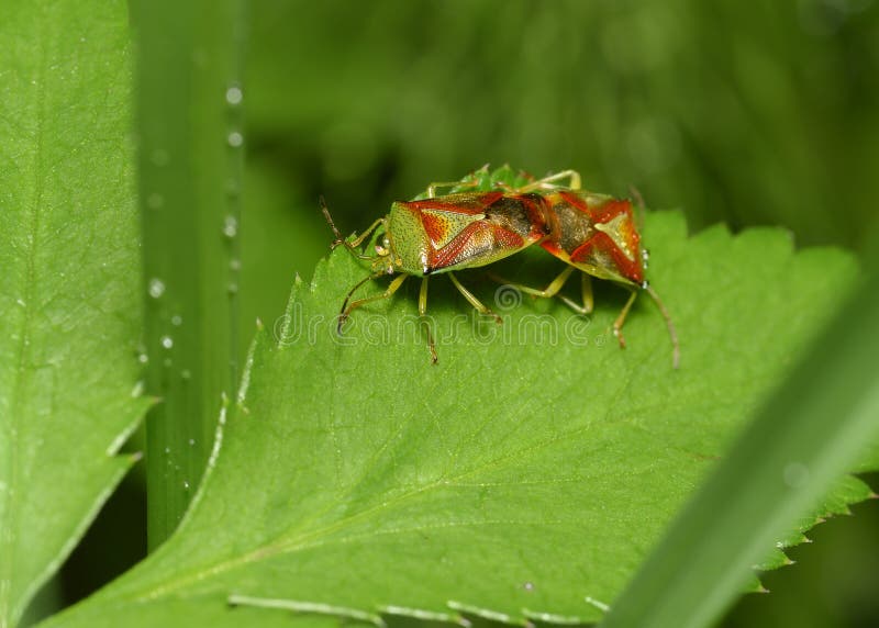 Forest Bugs with Red Wings Mate on a Shrub Leaf Stock Image - Image of ...
